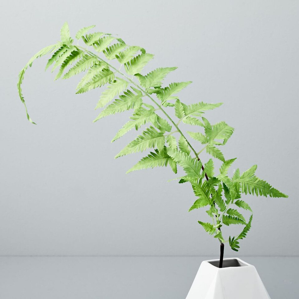 Faux Botanicals - Small Fern | West Elm Australia
