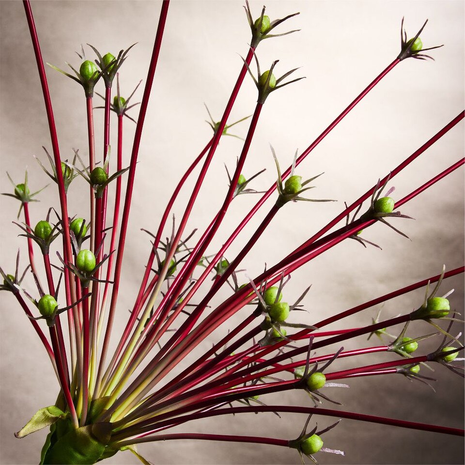 Faux Firework Allium Stem - West Elm Australia