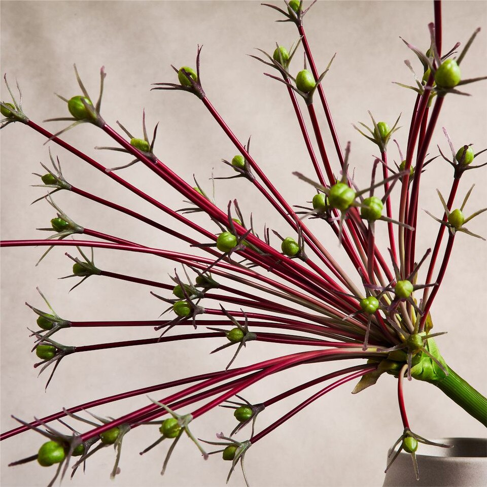 Faux Firework Allium Stem - West Elm Australia