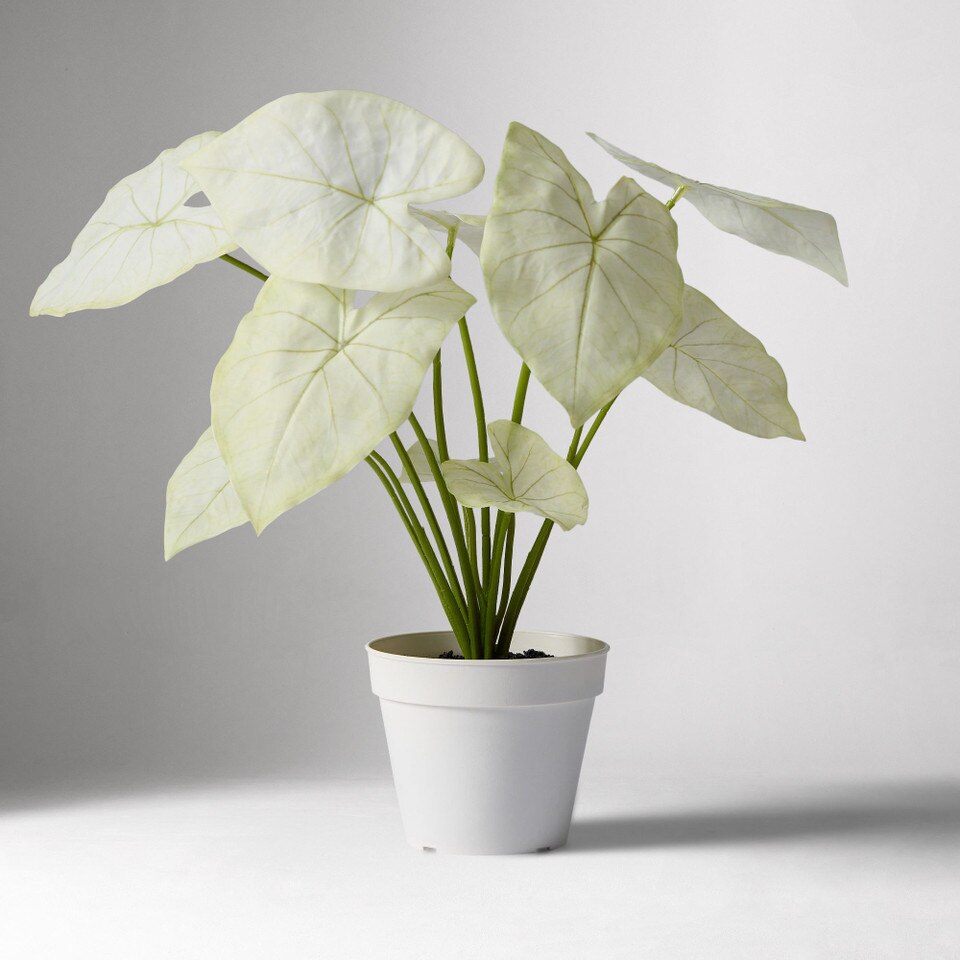 Faux Potted Dasheen Leaf Plant - West Elm Australia