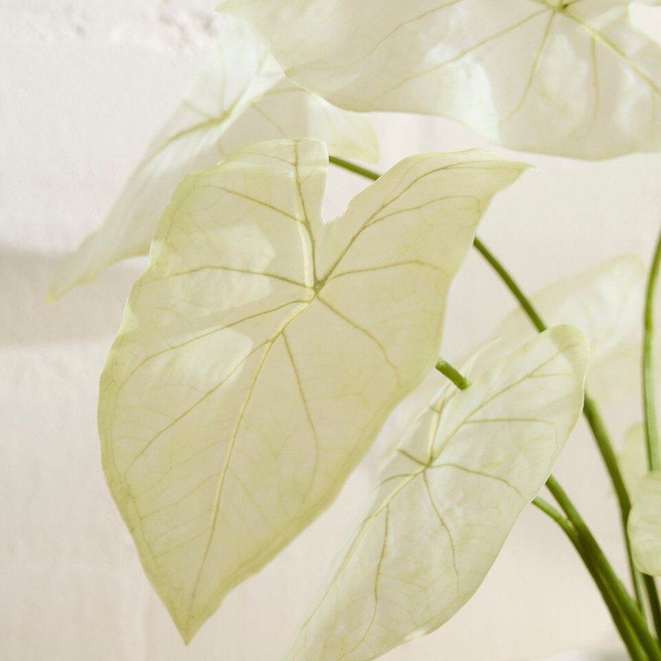 Faux Potted Dasheen Leaf Plant - West Elm Australia
