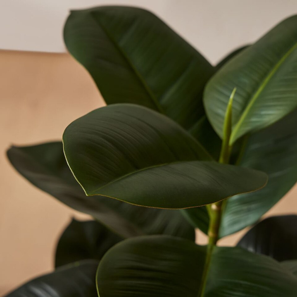 Faux Potted Rubber Tree - West Elm Australia