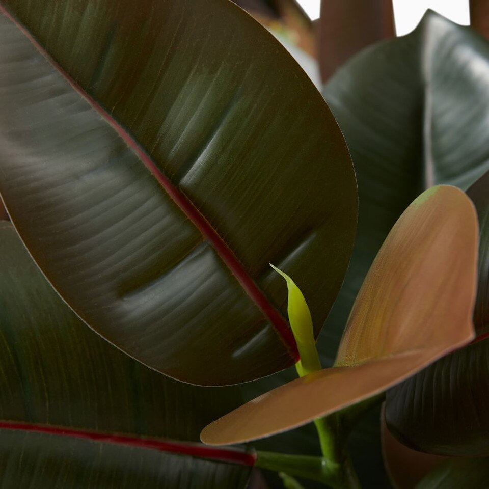 Faux Potted Rubber Tree - West Elm Australia