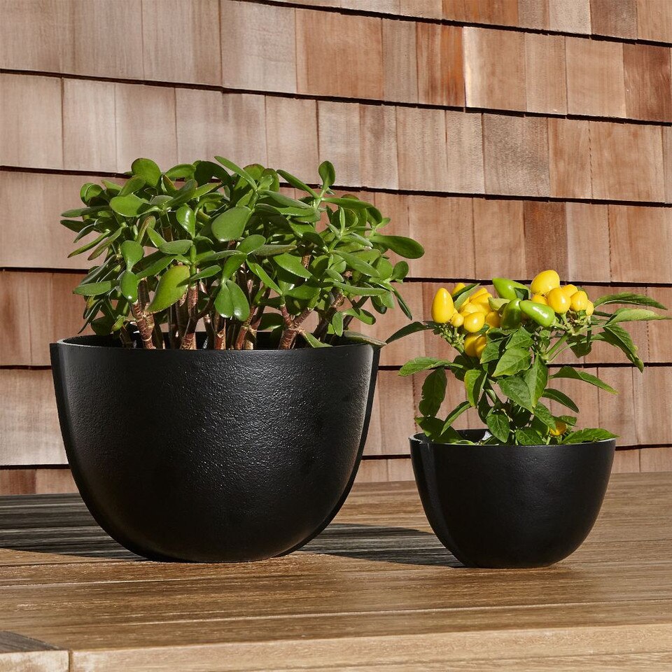 Imogen Iron Tabletop Planters - West Elm Australia