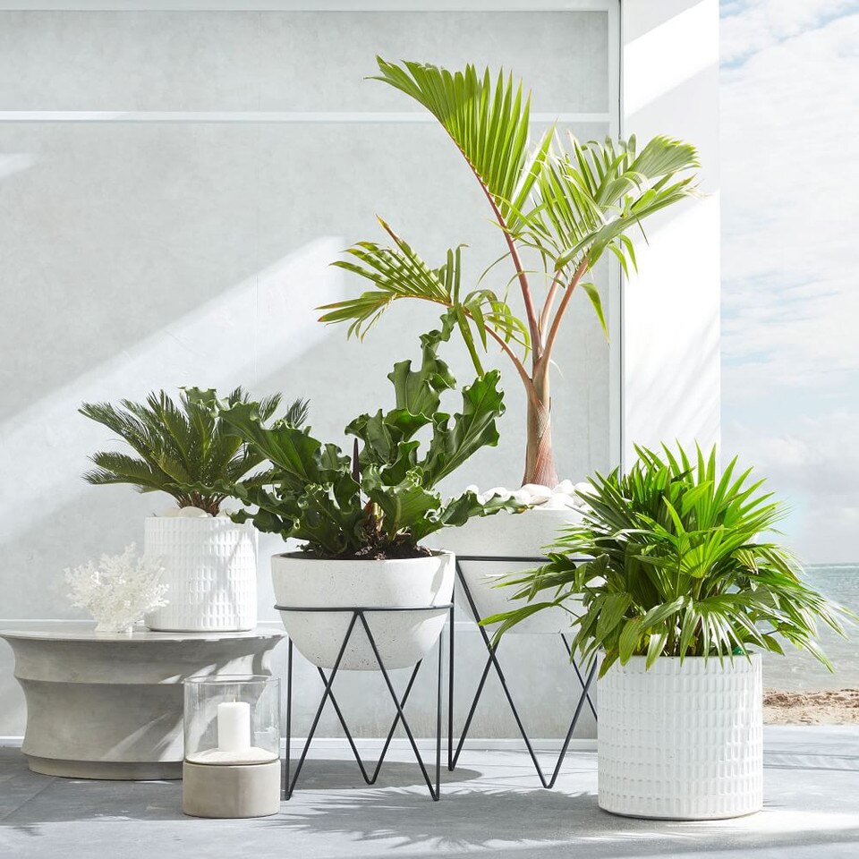 Iris Planter & Chevron Stand | West Elm Australia
