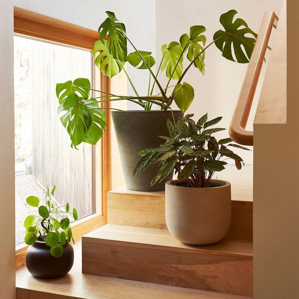 Radius Ficonstone Indoor/Outdoor Planters - West Elm Australia